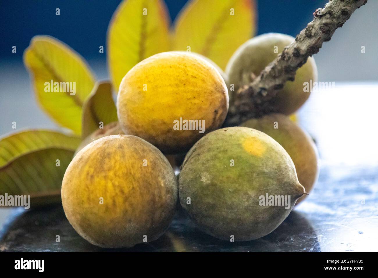 Curriola (Pouteria ramiflora) wild fruit from the Brazilian cerrado ...