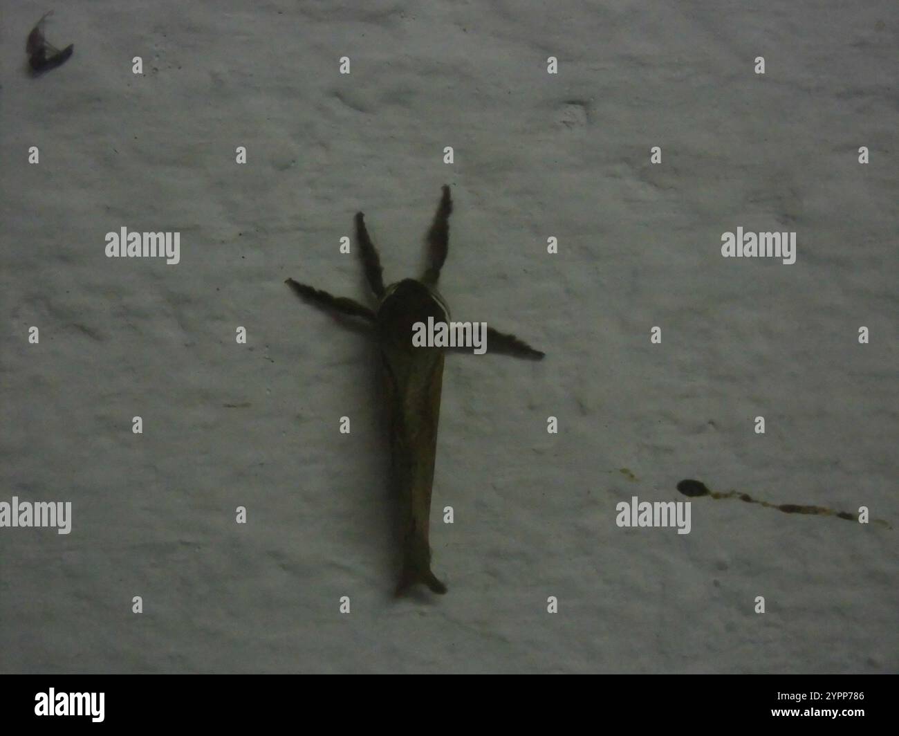 Swift Moths (Hepialidae Stock Photo - Alamy