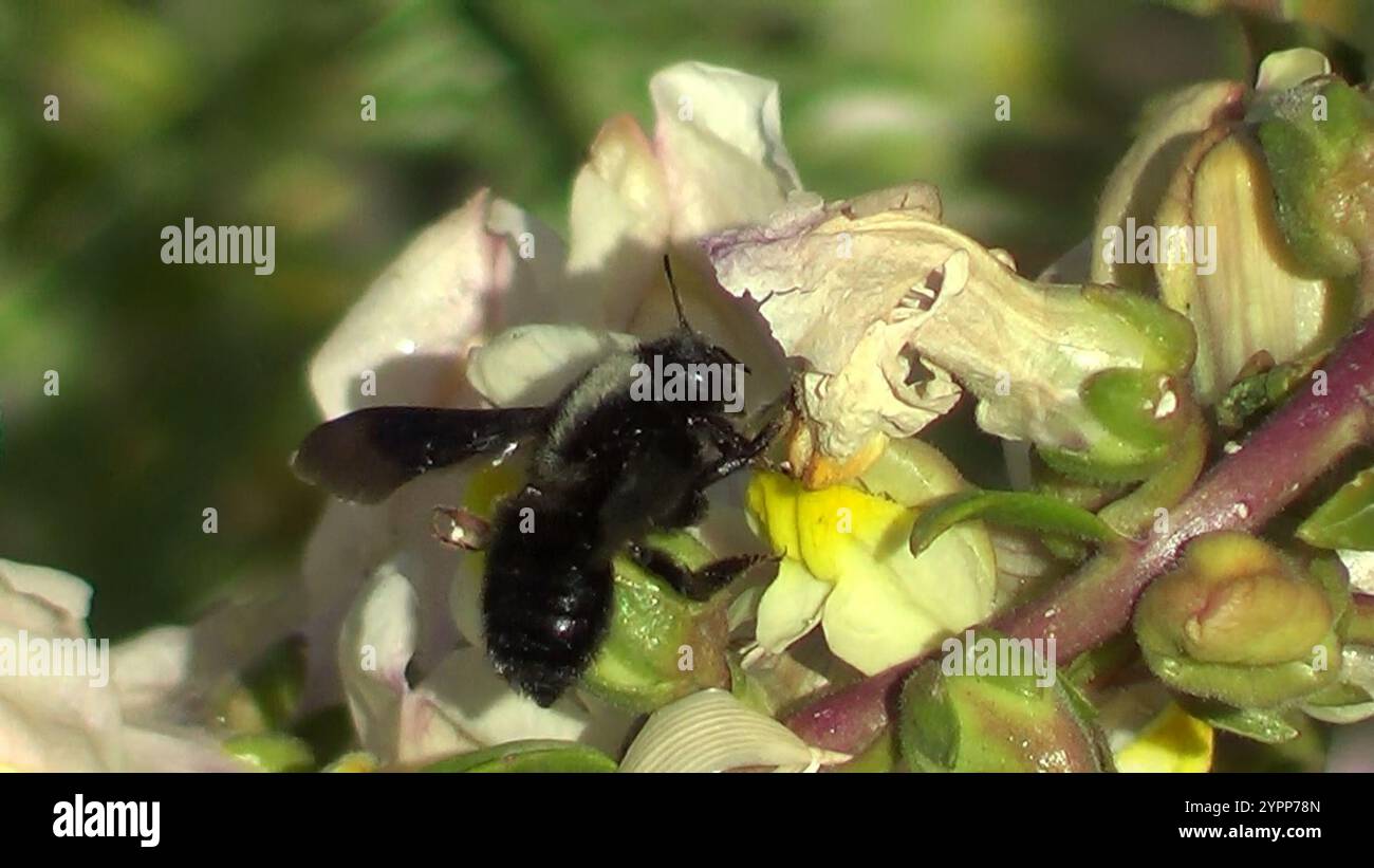 Black Mud Bee (Megachile parietina Stock Photo - Alamy