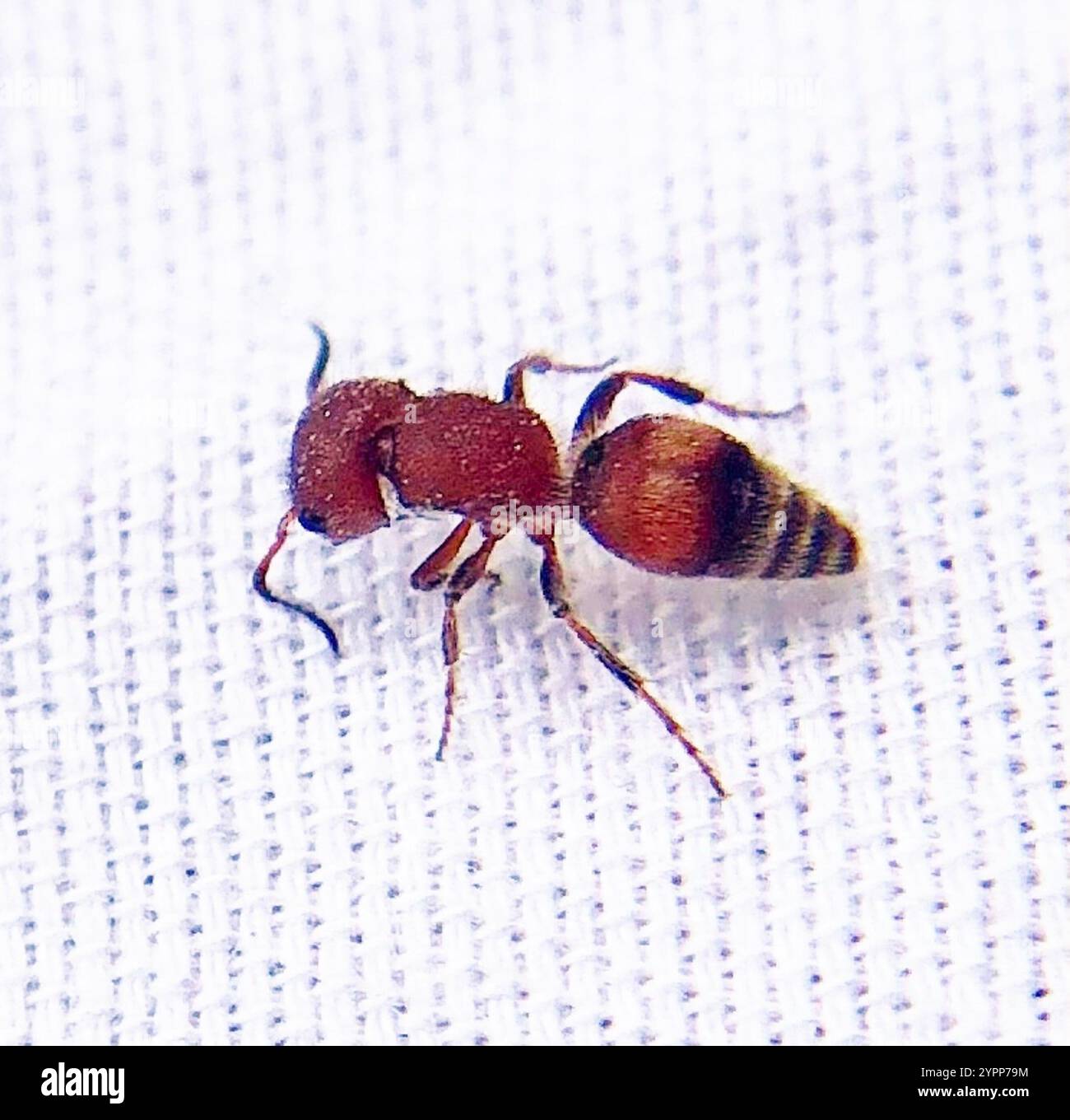 Pseudomethoca frigida hi-res stock photography and images - Alamy