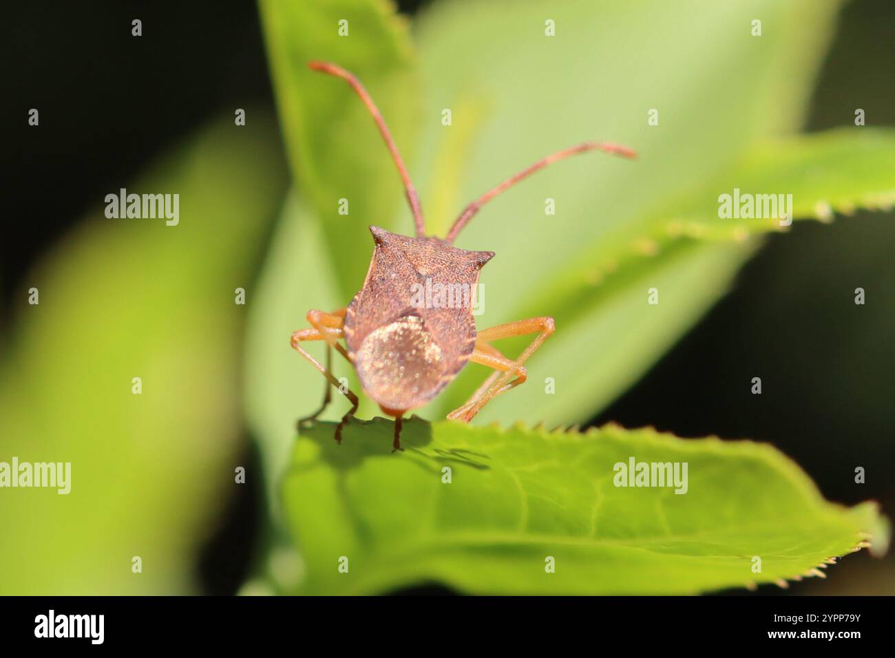 Box Bug (Gonocerus acuteangulatus Stock Photo - Alamy