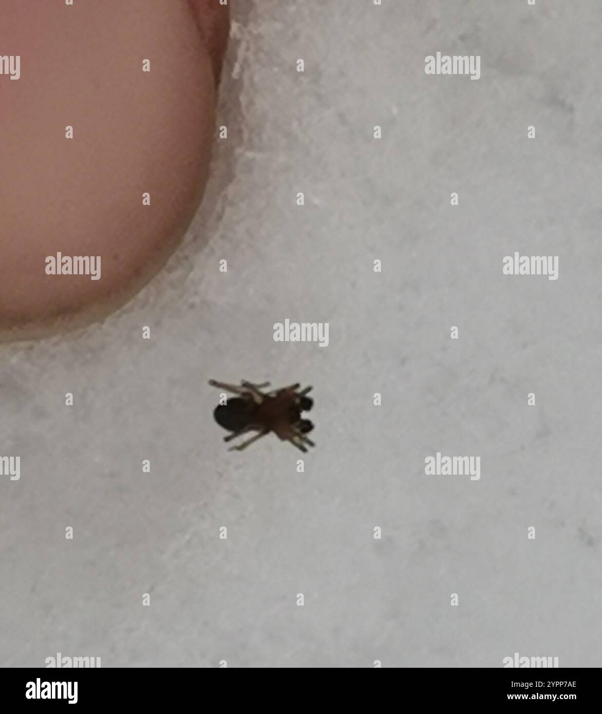 Sheetweb and Dwarf Weavers (Linyphiidae Stock Photo - Alamy