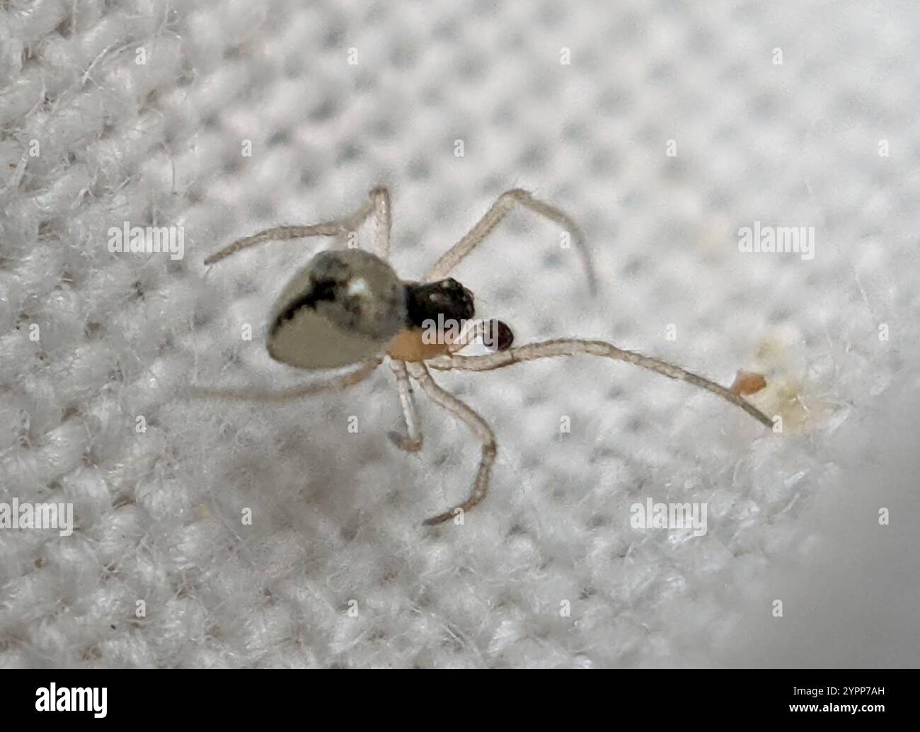 Comb-footed Spiders (Theridiidae Stock Photo - Alamy