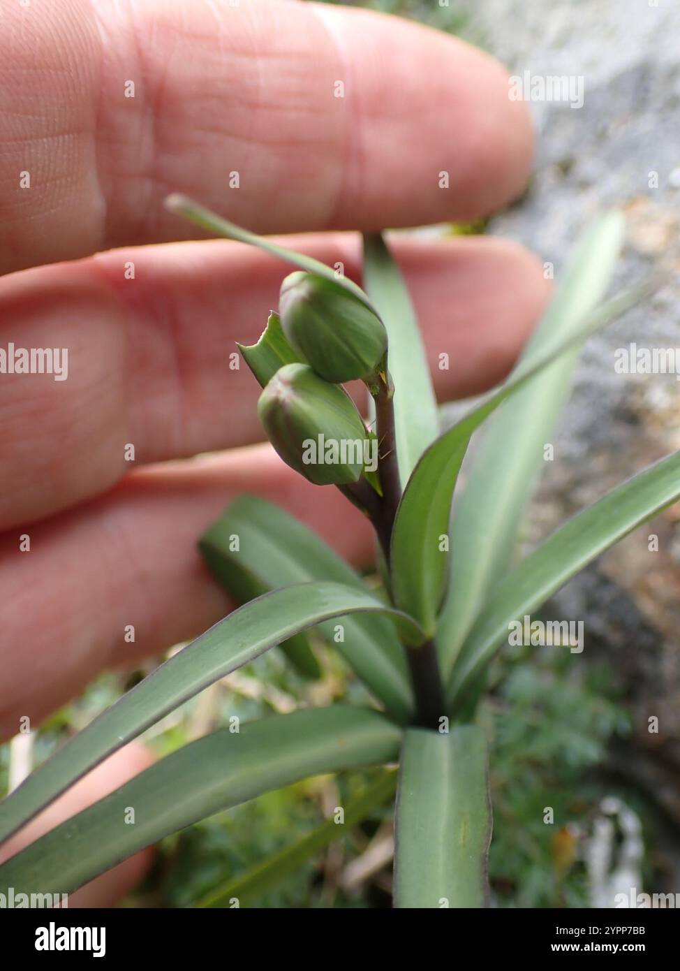 checker lily (Fritillaria affinis Stock Photo - Alamy