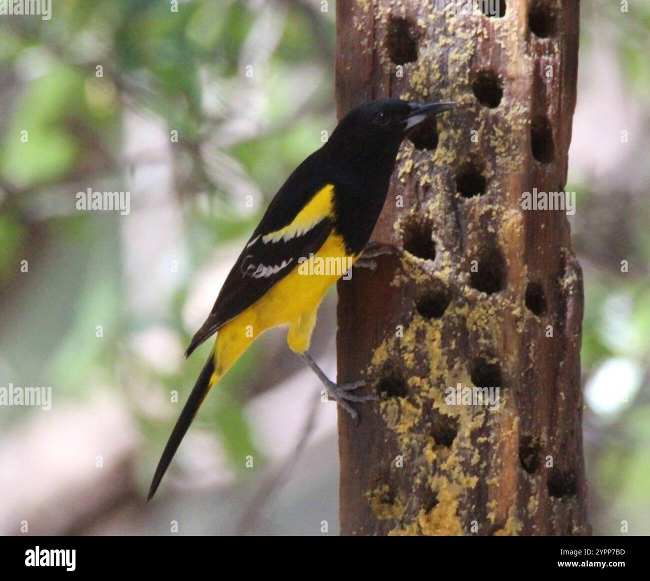 Scott's Oriole (Icterus parisorum Stock Photo - Alamy