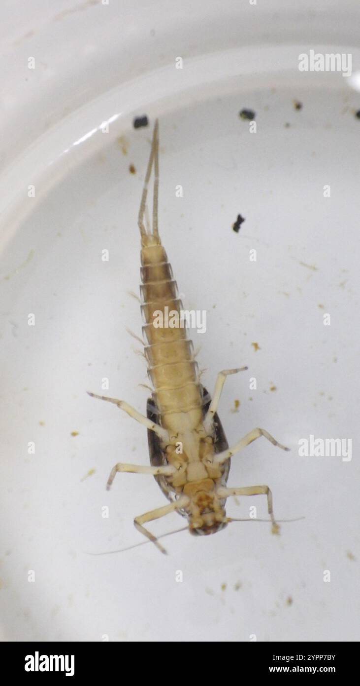 Small Mayflies (Baetidae Stock Photo - Alamy