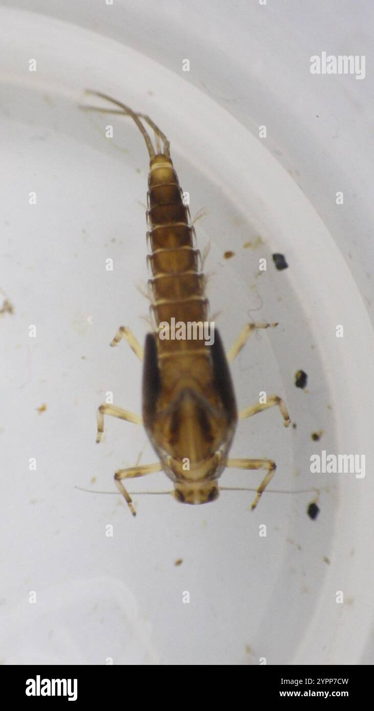 Small Mayflies (Baetidae Stock Photo - Alamy
