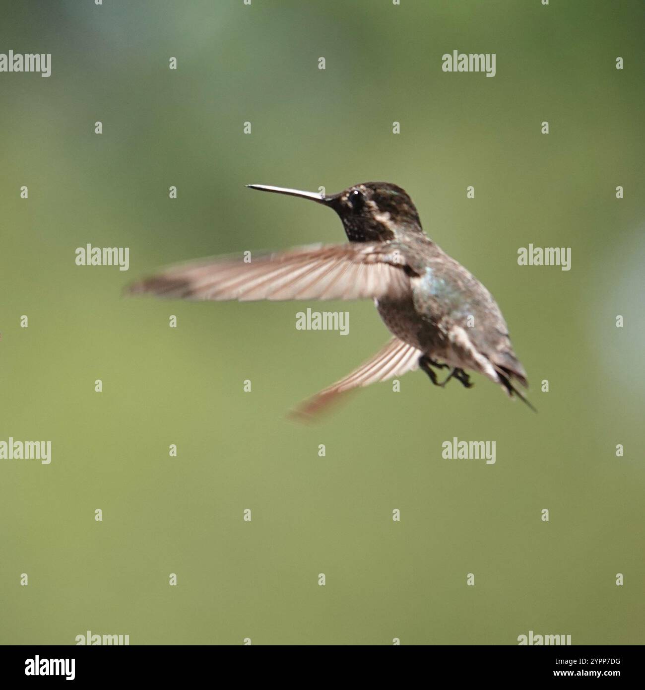 Anna's Hummingbird (Calypte anna Stock Photo - Alamy