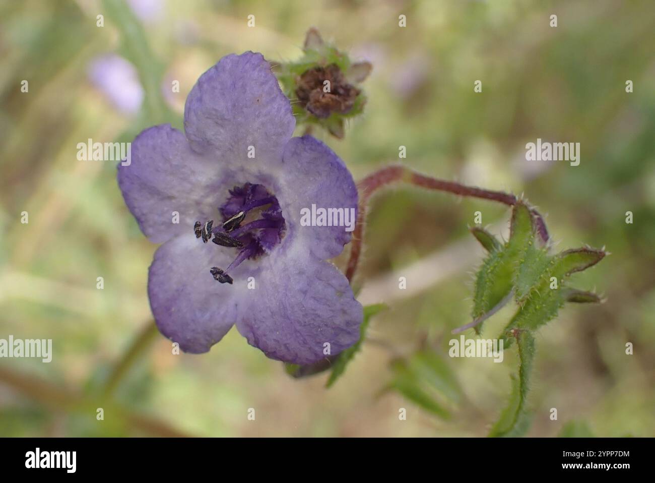 Fiesta Flower (Pholistoma auritum Stock Photo - Alamy