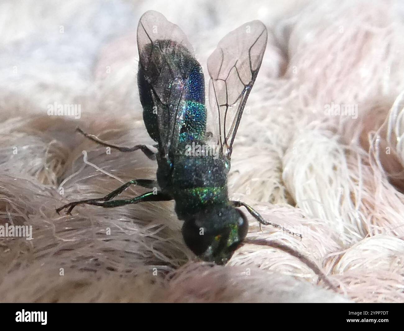 Cuckoo Wasps (Chrysididae Stock Photo - Alamy