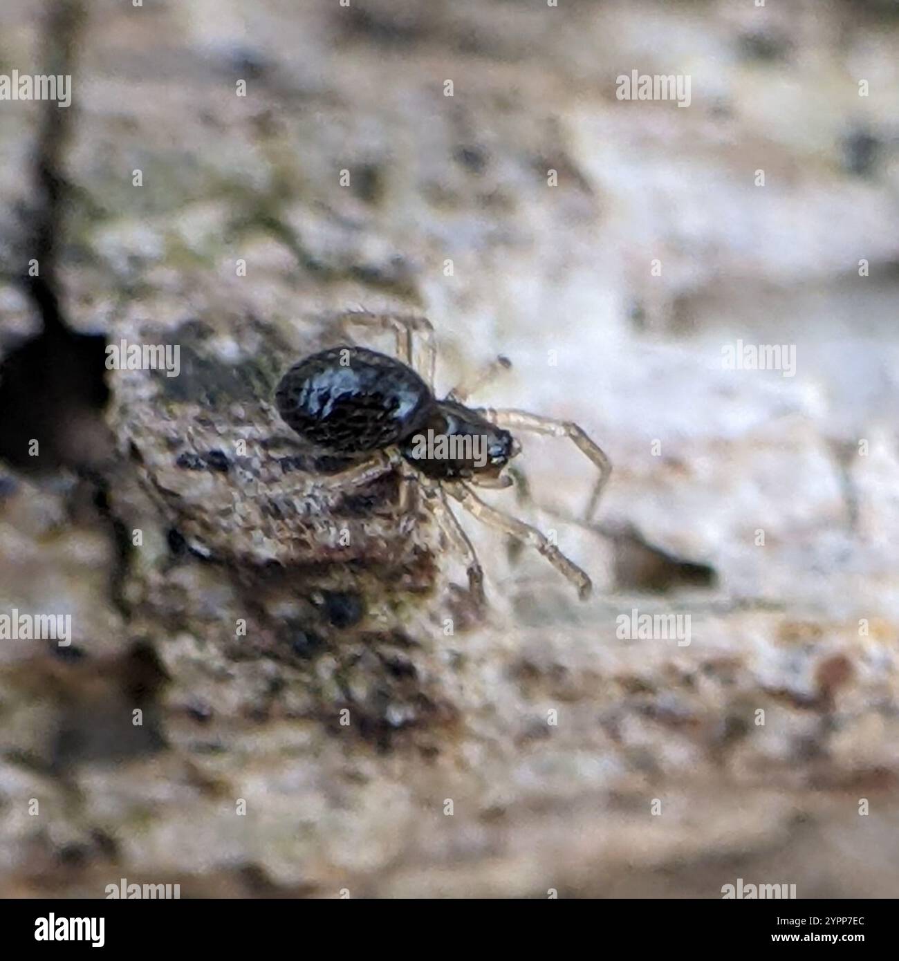 Typical Spiders (Araneomorphae Stock Photo - Alamy