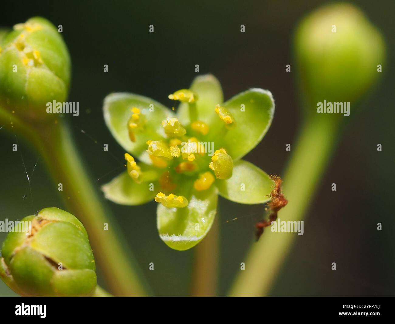 Machilus thunbergii hi-res stock photography and images - Alamy
