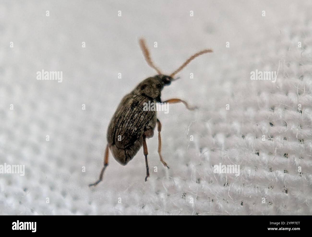 Bruchidius imbricornis hi-res stock photography and images - Alamy