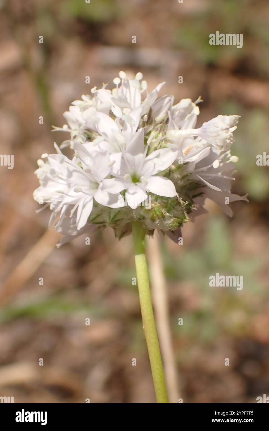 Gilia capitata hi-res stock photography and images - Alamy