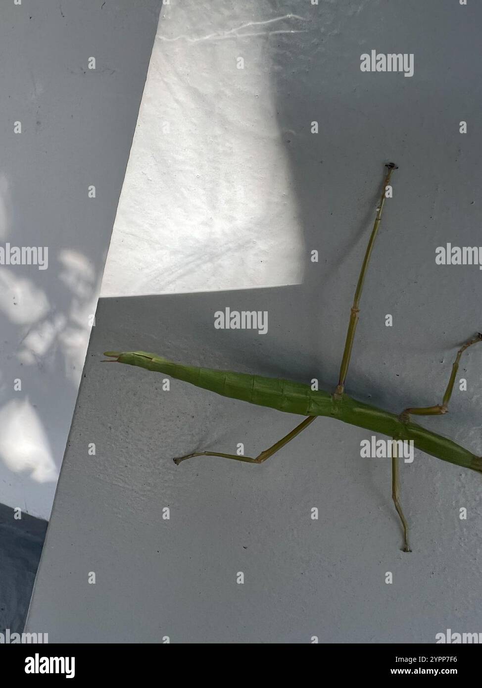 unarmed stick-insect (Acanthoxyla inermis Stock Photo - Alamy