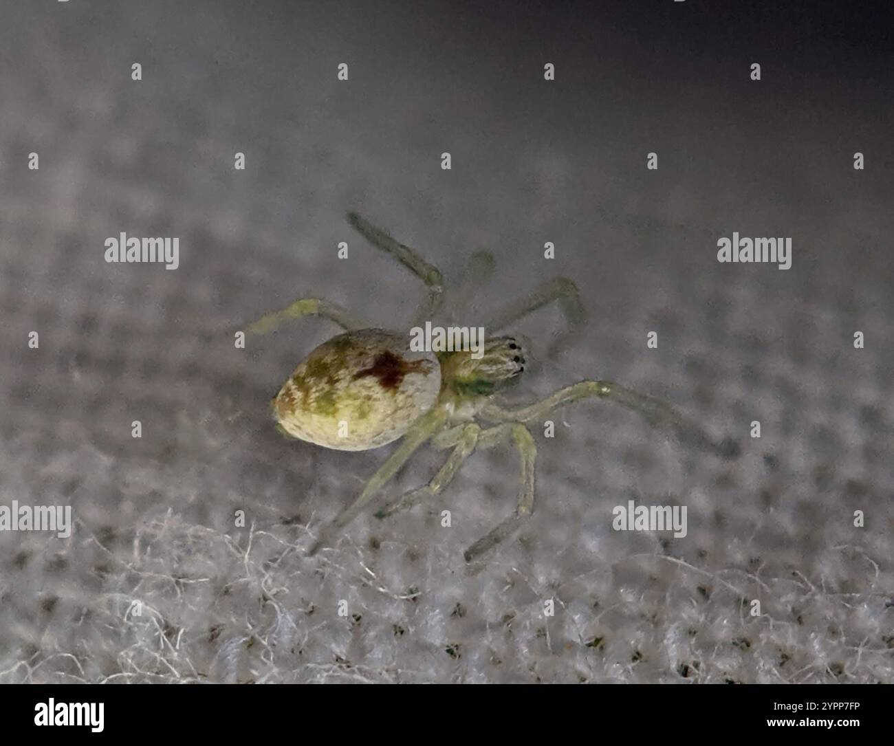 Bleeding Heart Spider (Nigma puella Stock Photo - Alamy