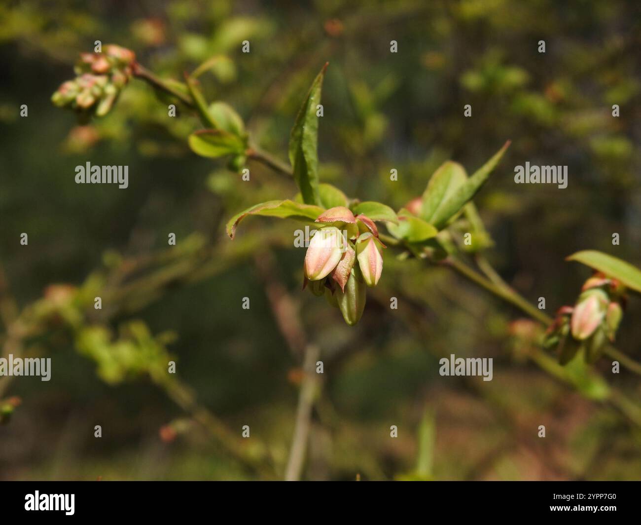 Northern highbush blueberry (Vaccinium corymbosum Stock Photo - Alamy