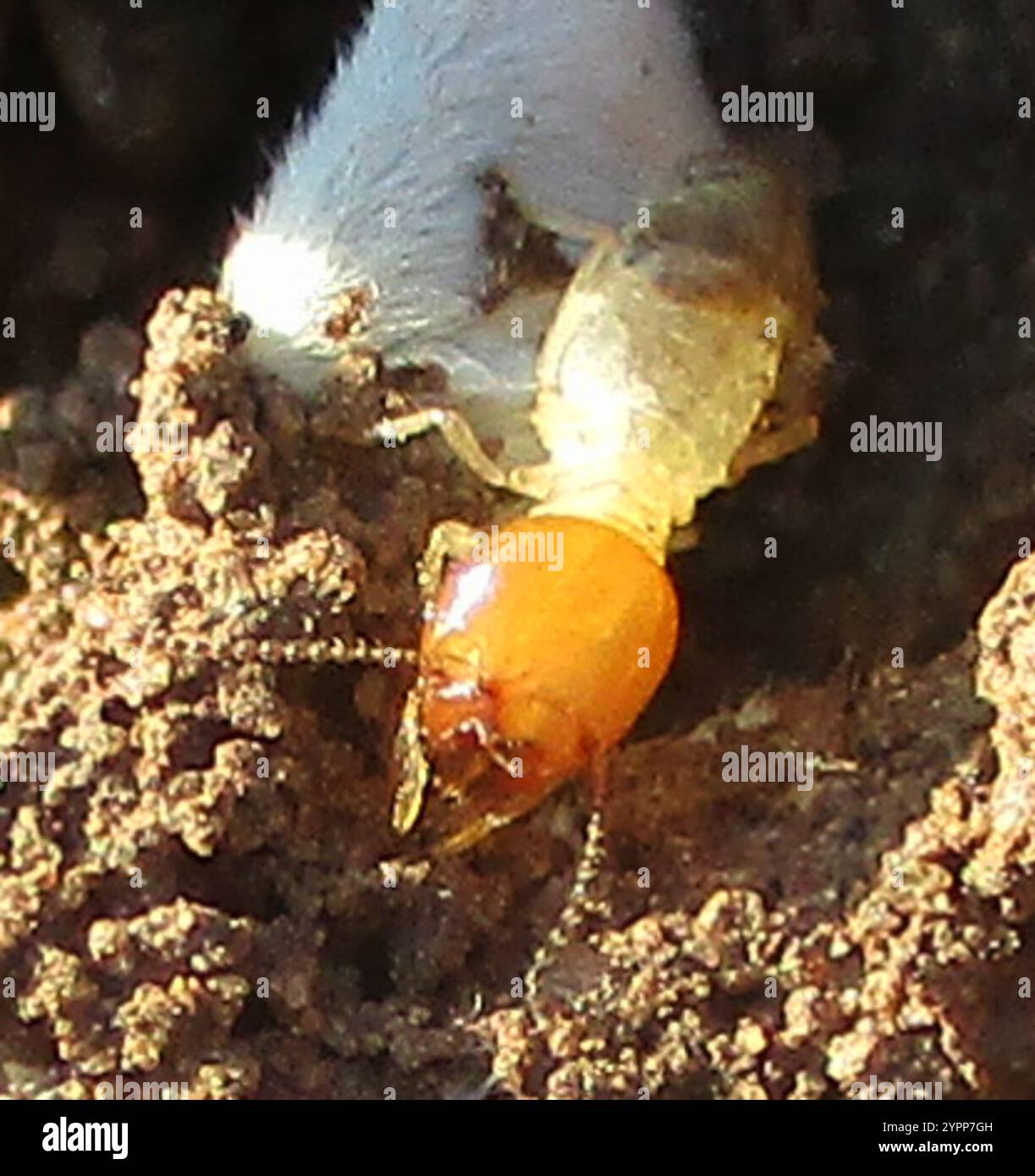 Macrotermitinae hi-res stock photography and images - Alamy