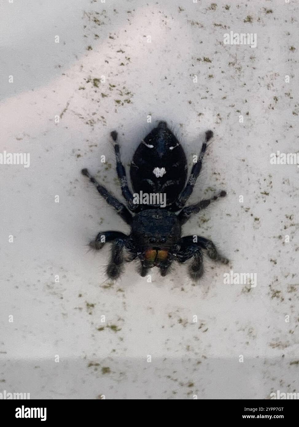 Bold Jumping Spider (Phidippus audax Stock Photo - Alamy