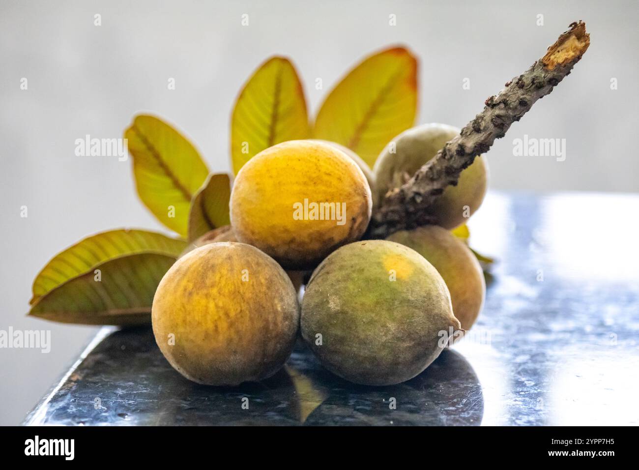Curriola (Pouteria ramiflora) wild fruit from the Brazilian cerrado ...