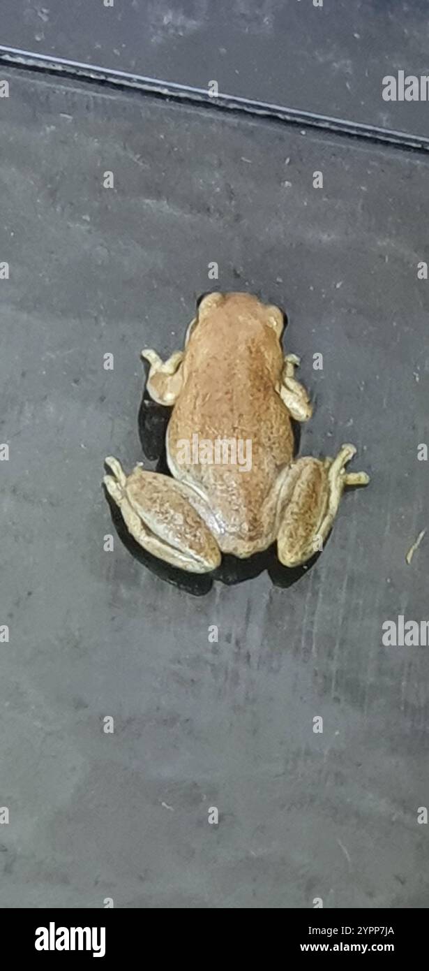 Desert Tree Frog (Litoria rubella Stock Photo - Alamy
