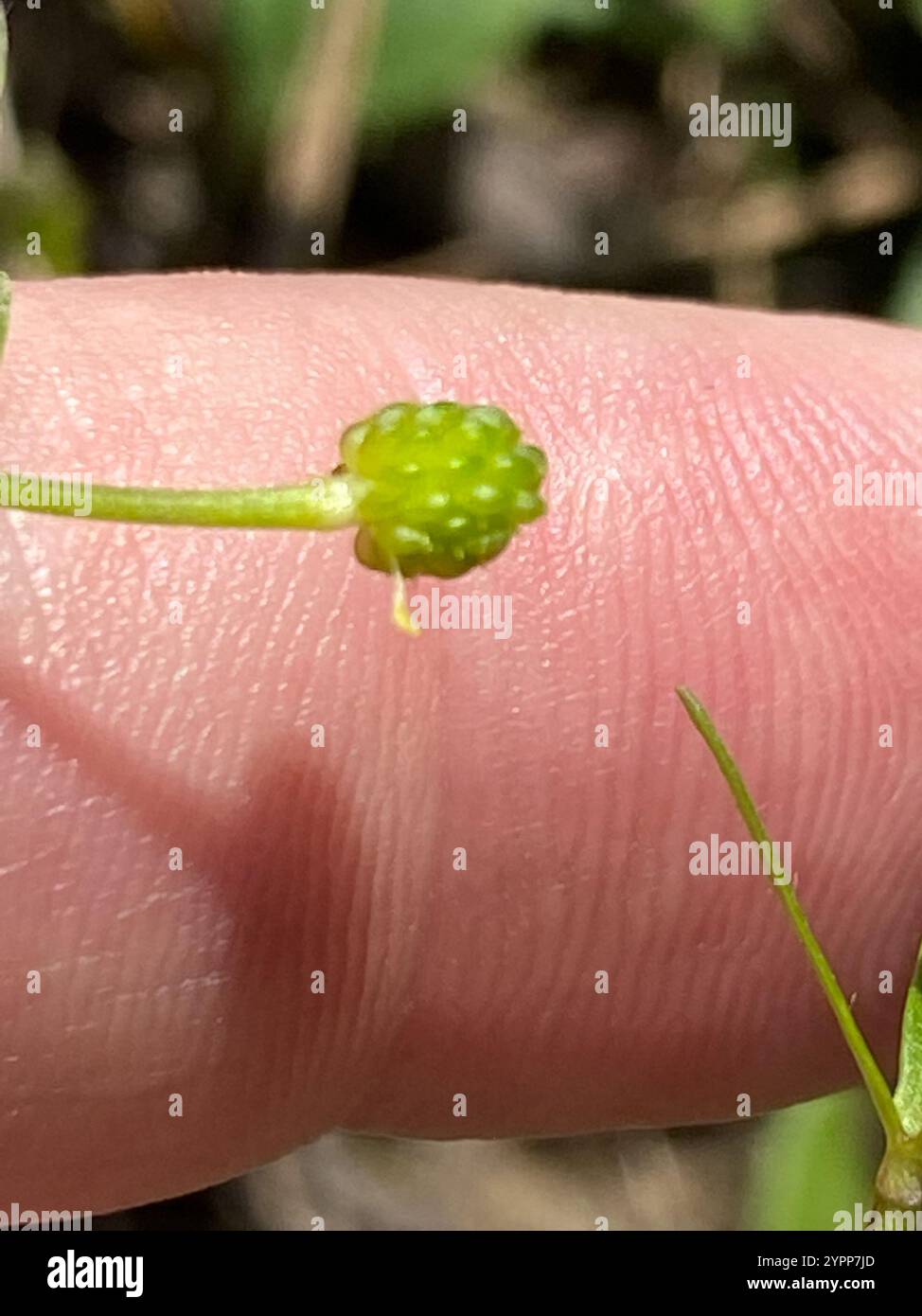 small-flowered buttercup (Ranunculus abortivus Stock Photo - Alamy