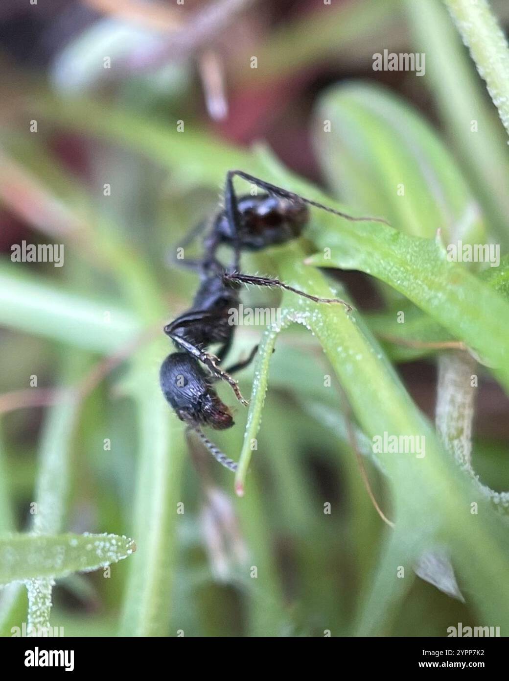 Andre's Harvester Ant (Veromessor andrei Stock Photo - Alamy