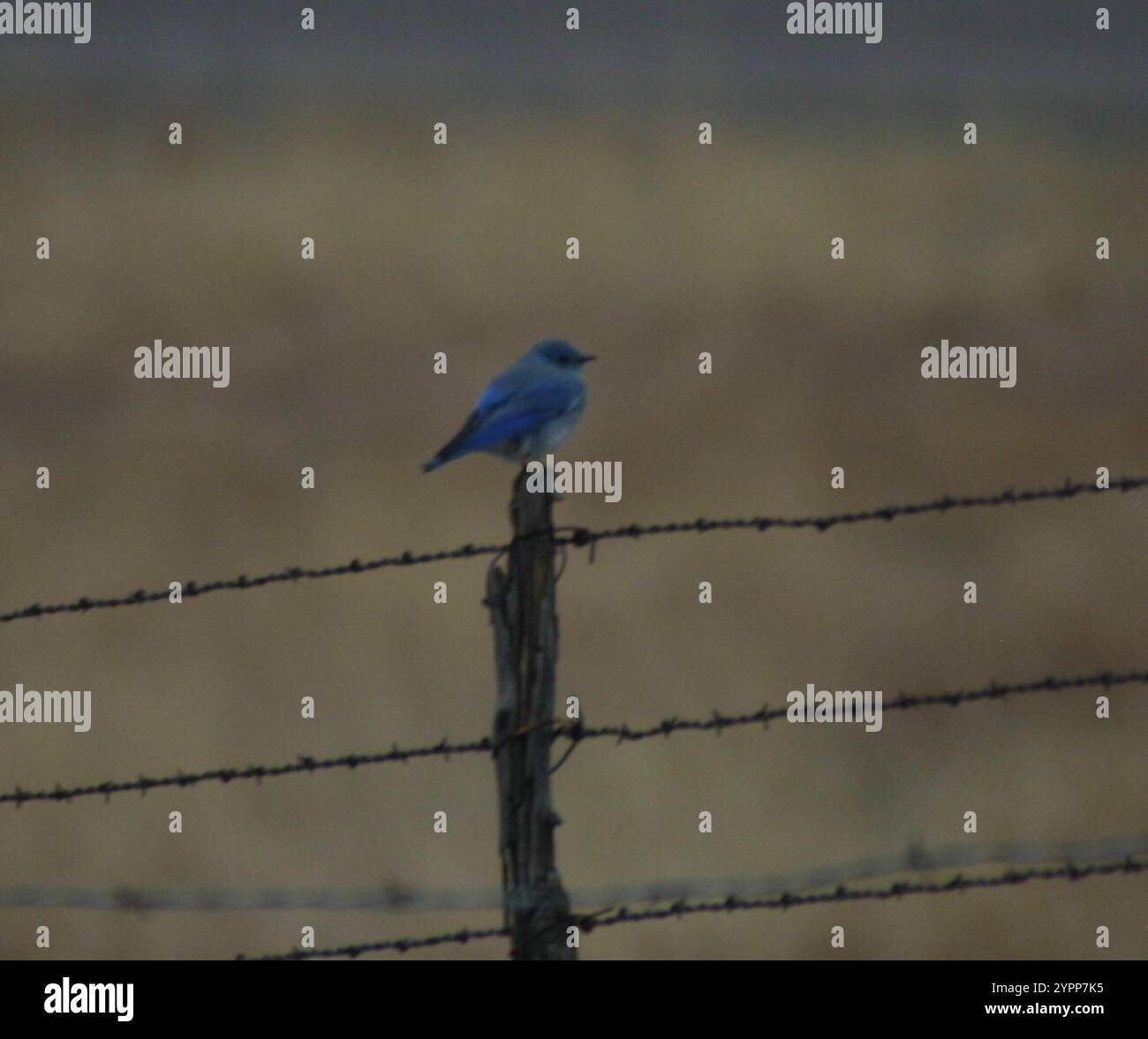 Mountain Bluebird (Sialia currucoides Stock Photo - Alamy
