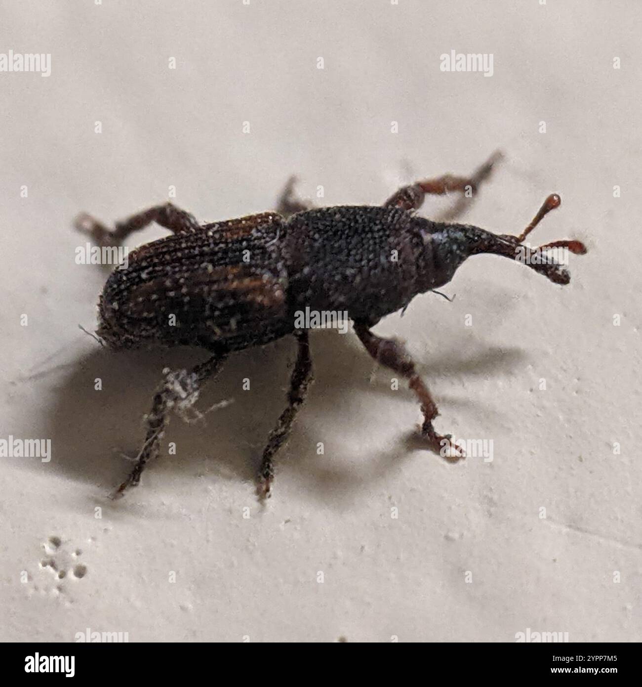 Grain Weevils (Sitophilus Stock Photo - Alamy