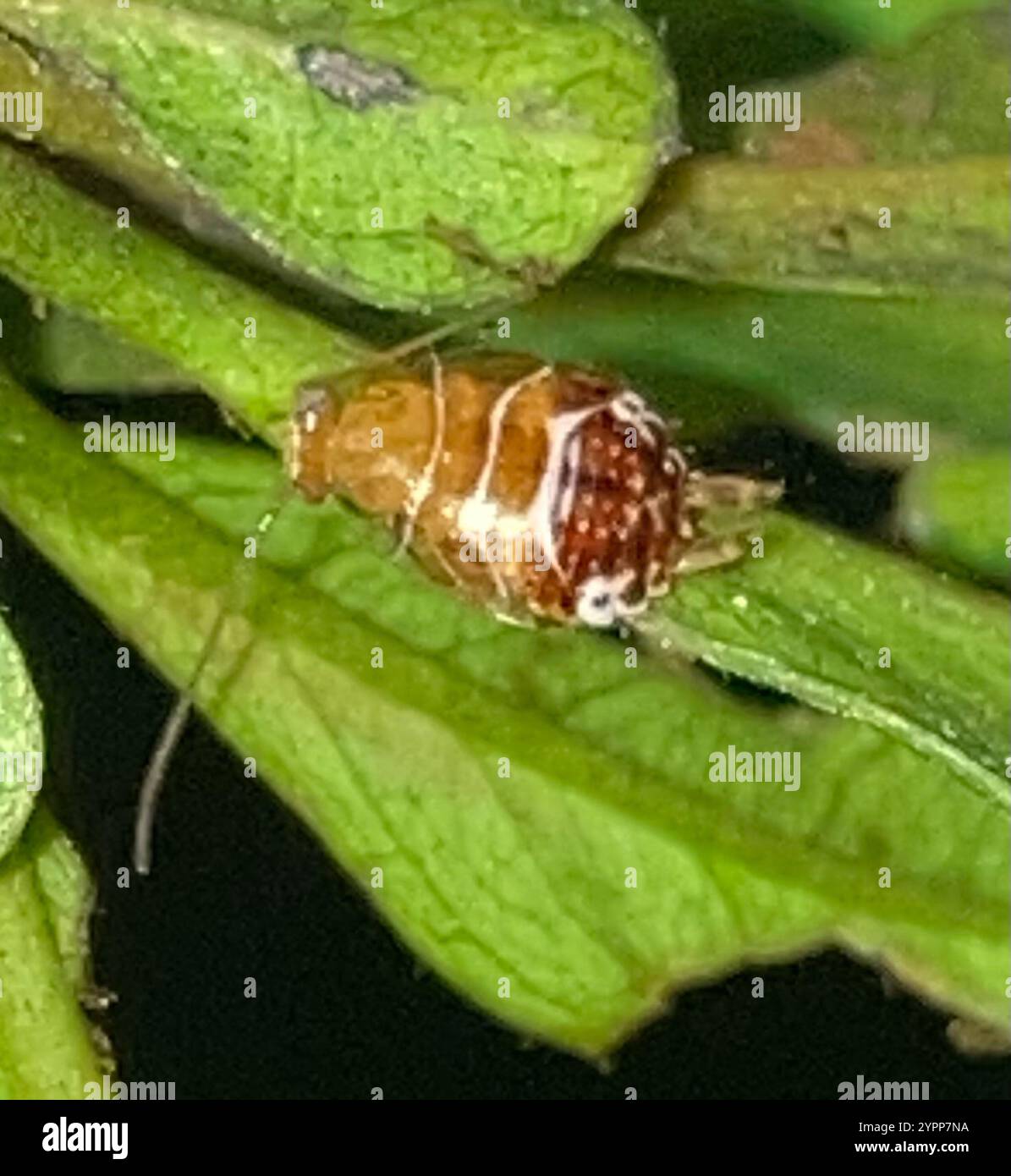 Florida Beetle Cockroach (Plectoptera poeyi Stock Photo - Alamy