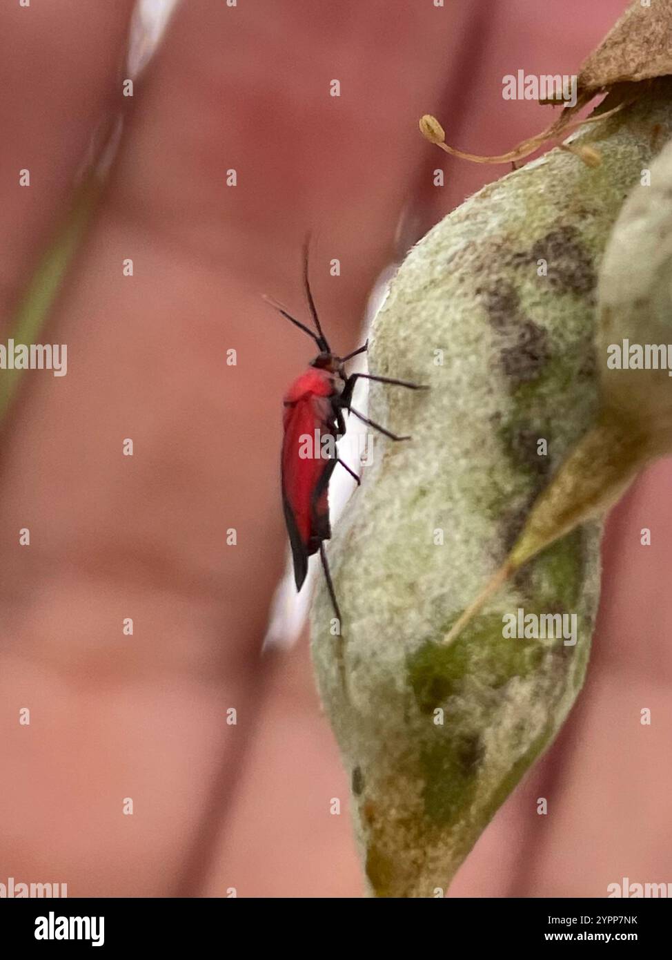 Mountain Laurel Scarlet Mirid (Lopidea major Stock Photo - Alamy