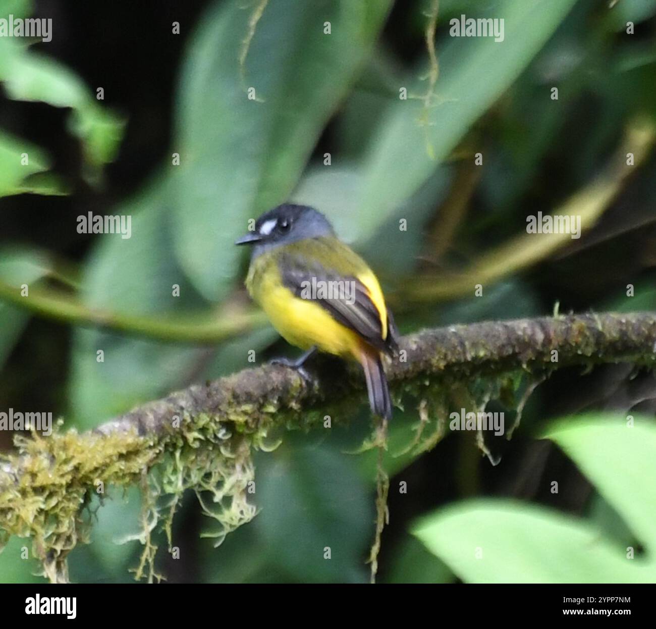 Ornate flycatcher hi-res stock photography and images - Alamy