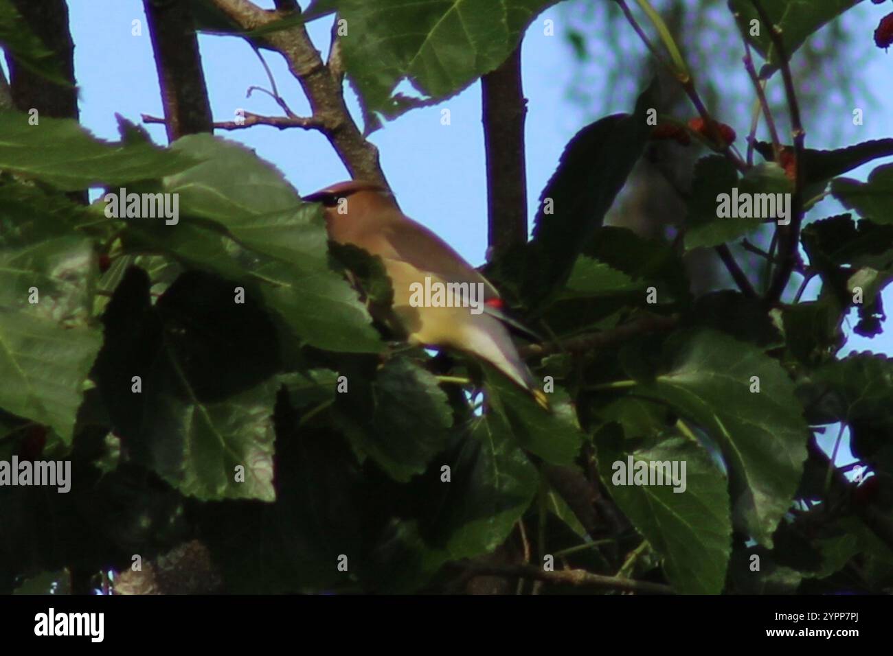 Cedar Waxwing (Bombycilla cedrorum Stock Photo - Alamy