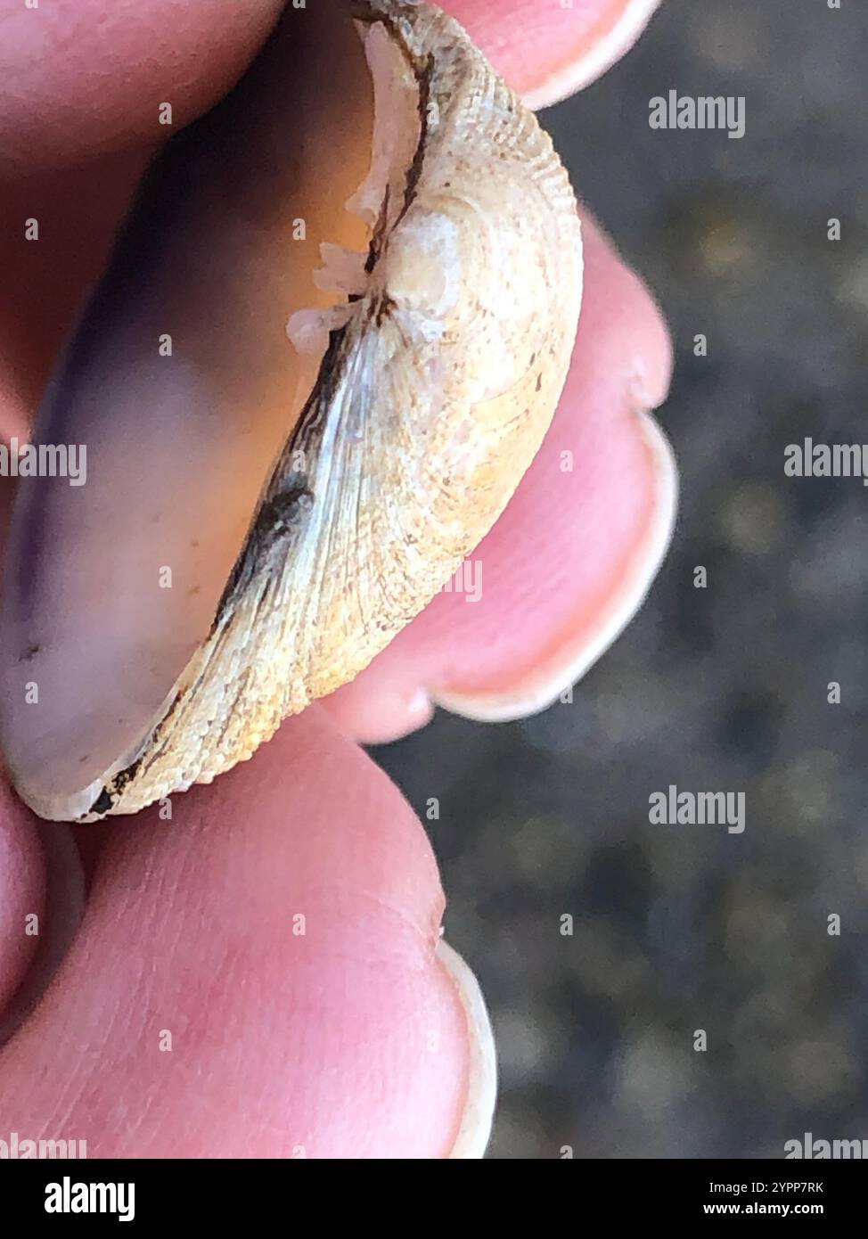 Ruditapes philippinarum hi-res stock photography and images - Alamy