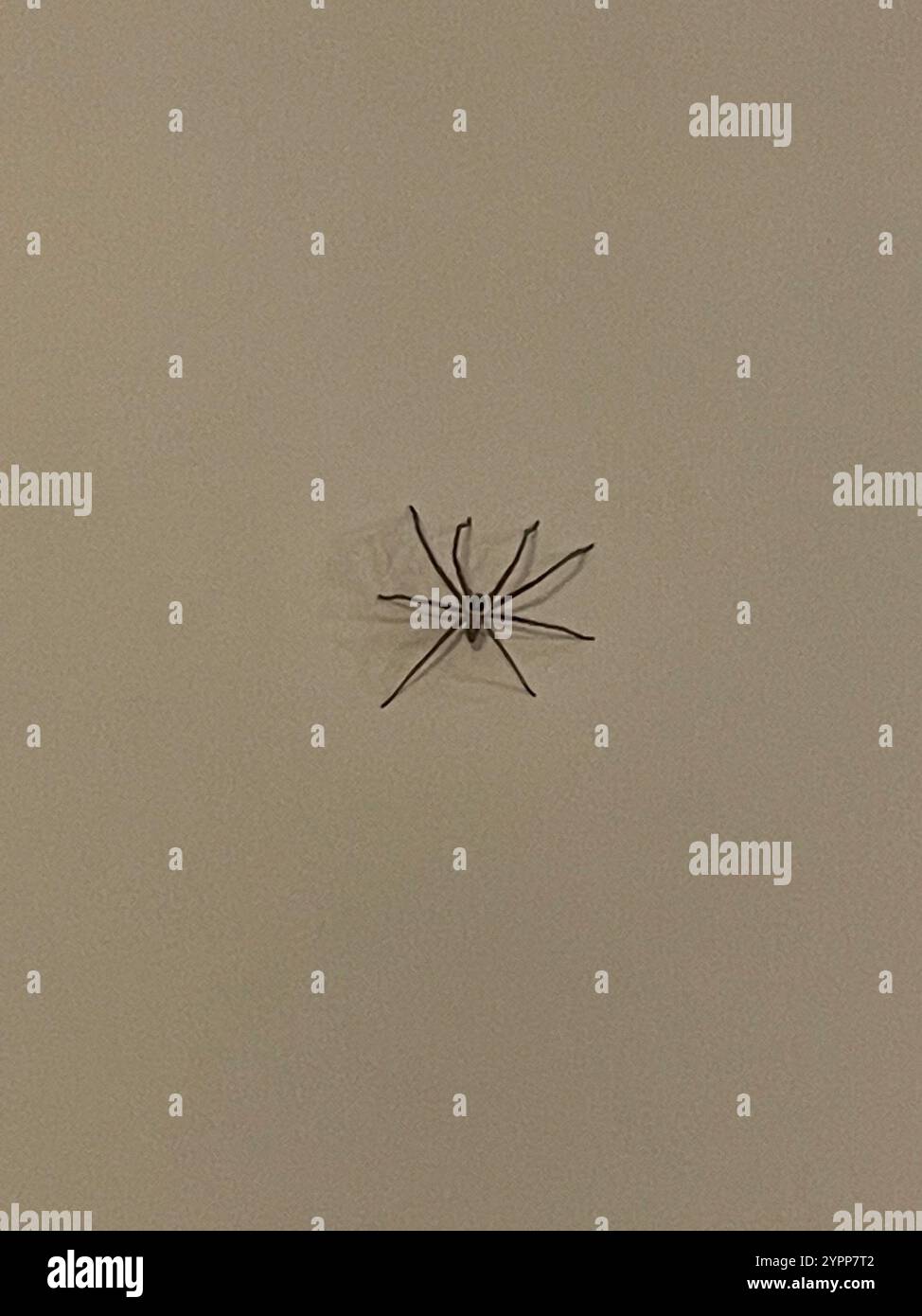 Pantropical Huntsman Spider (Heteropoda venatoria Stock Photo - Alamy