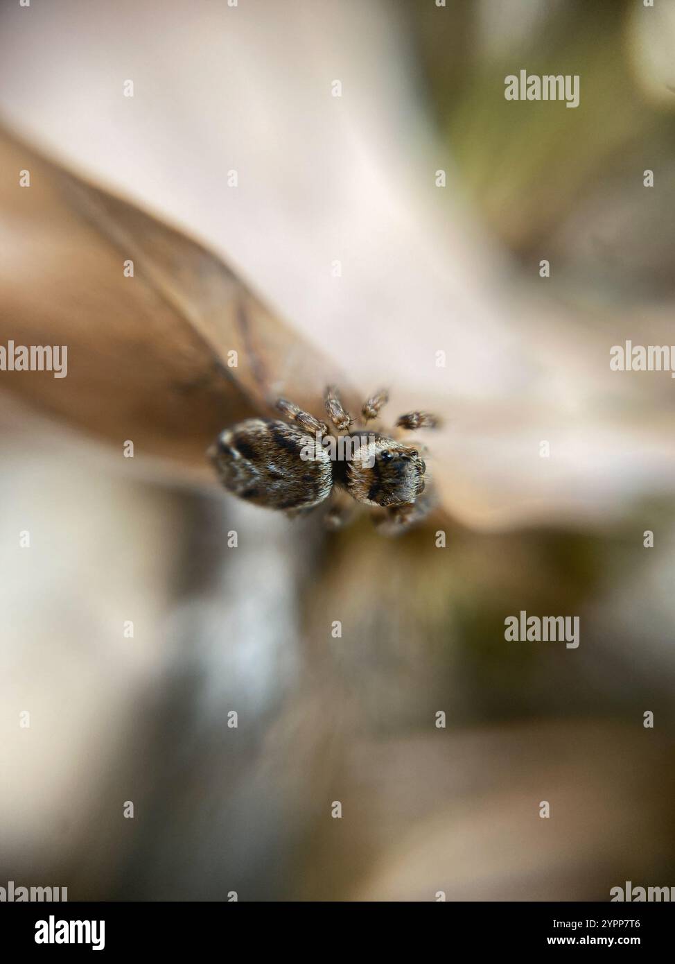 Woodland Jumping Spider (Evarcha falcata Stock Photo - Alamy