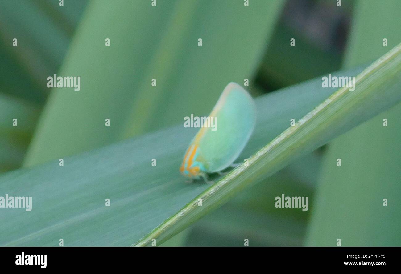 Ormenaria rufifascia hi-res stock photography and images - Alamy