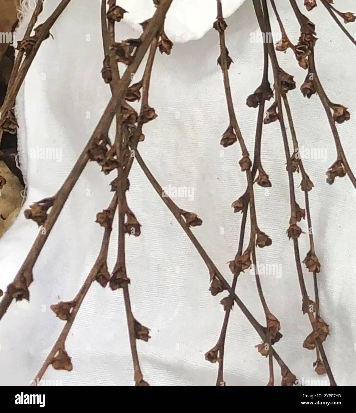 Beechdrops (Epifagus virginiana Stock Photo - Alamy