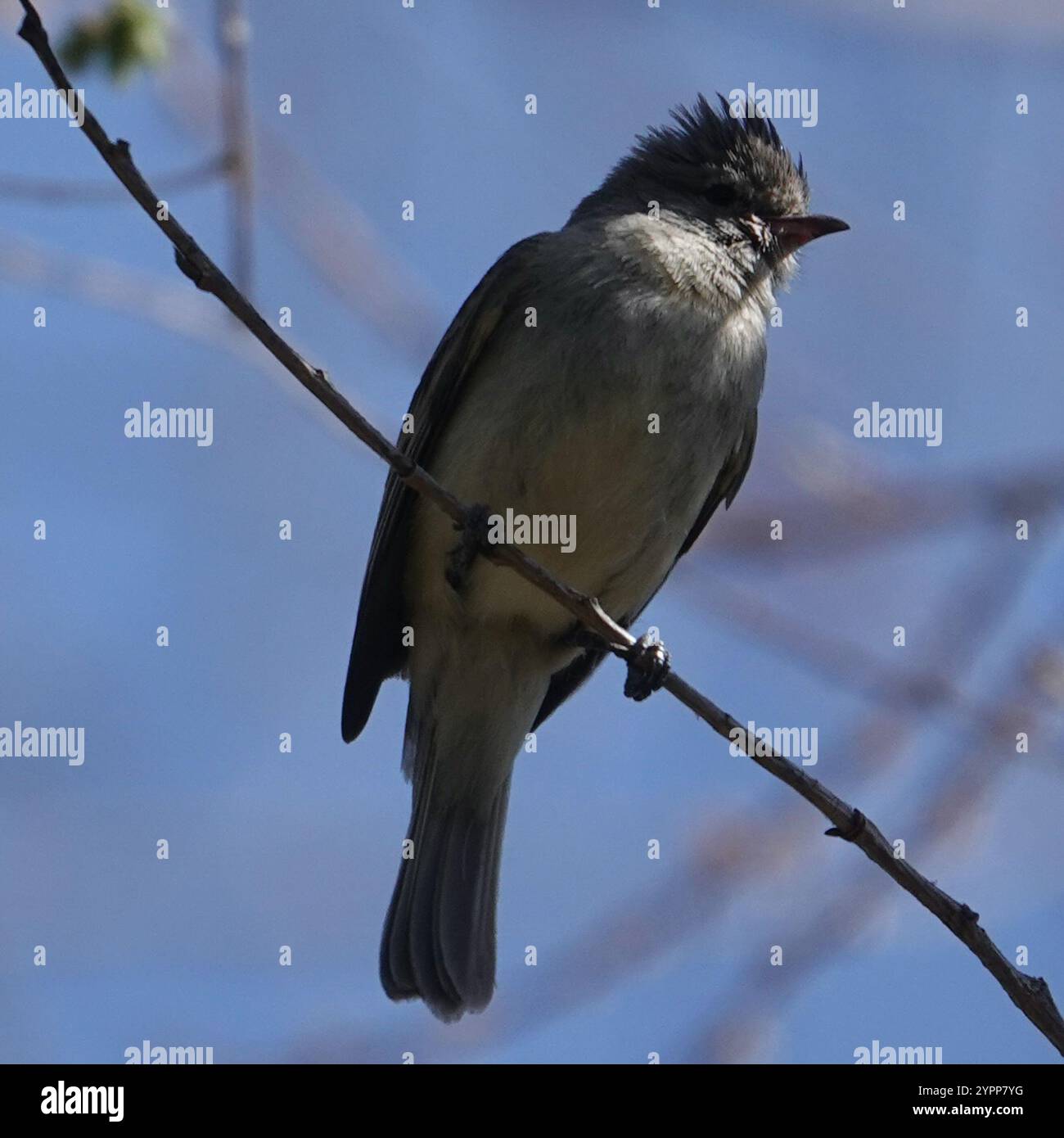 Northern Beardless-Tyrannulet (Camptostoma imberbe Stock Photo - Alamy