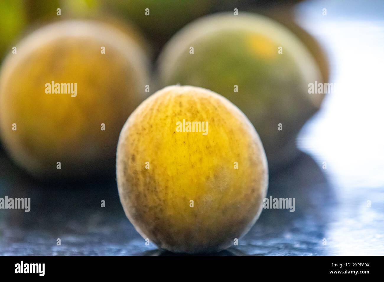 Curriola (Pouteria ramiflora) wild fruit from the Brazilian cerrado ...