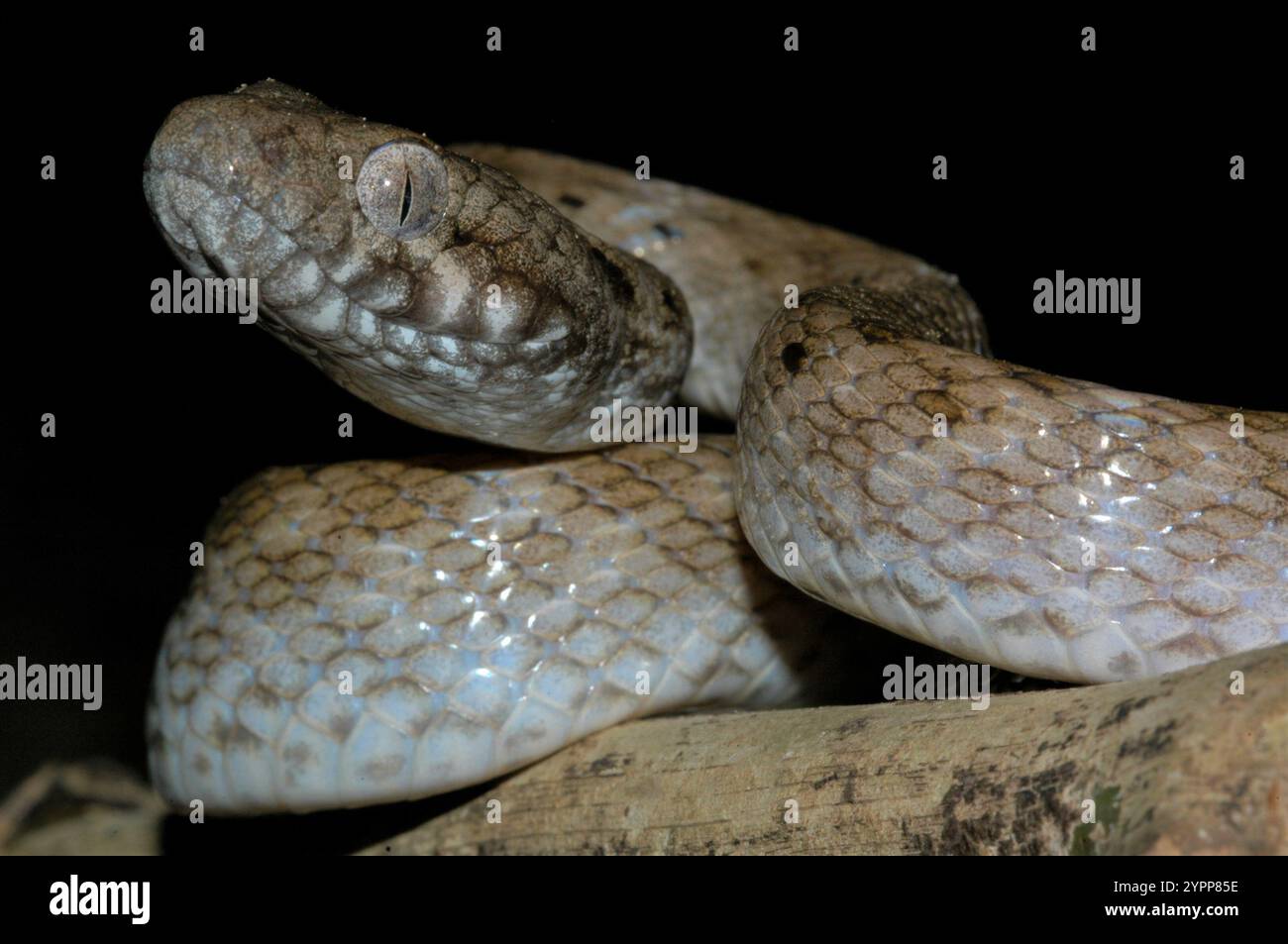 Common Madagascar Cat Snake (Madagascarophis colubrinus Stock Photo - Alamy