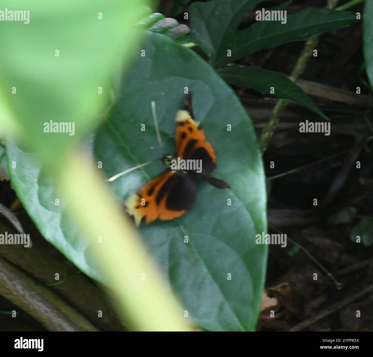 Numata longwing hi-res stock photography and images - Alamy