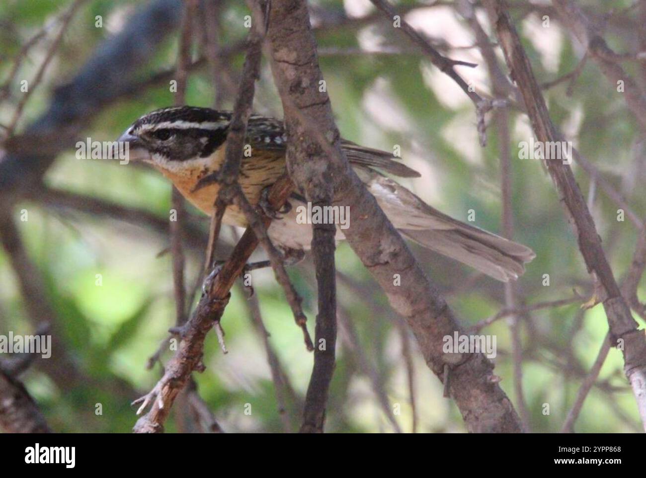 Black-headed Grosbeak (Pheucticus melanocephalus Stock Photo - Alamy