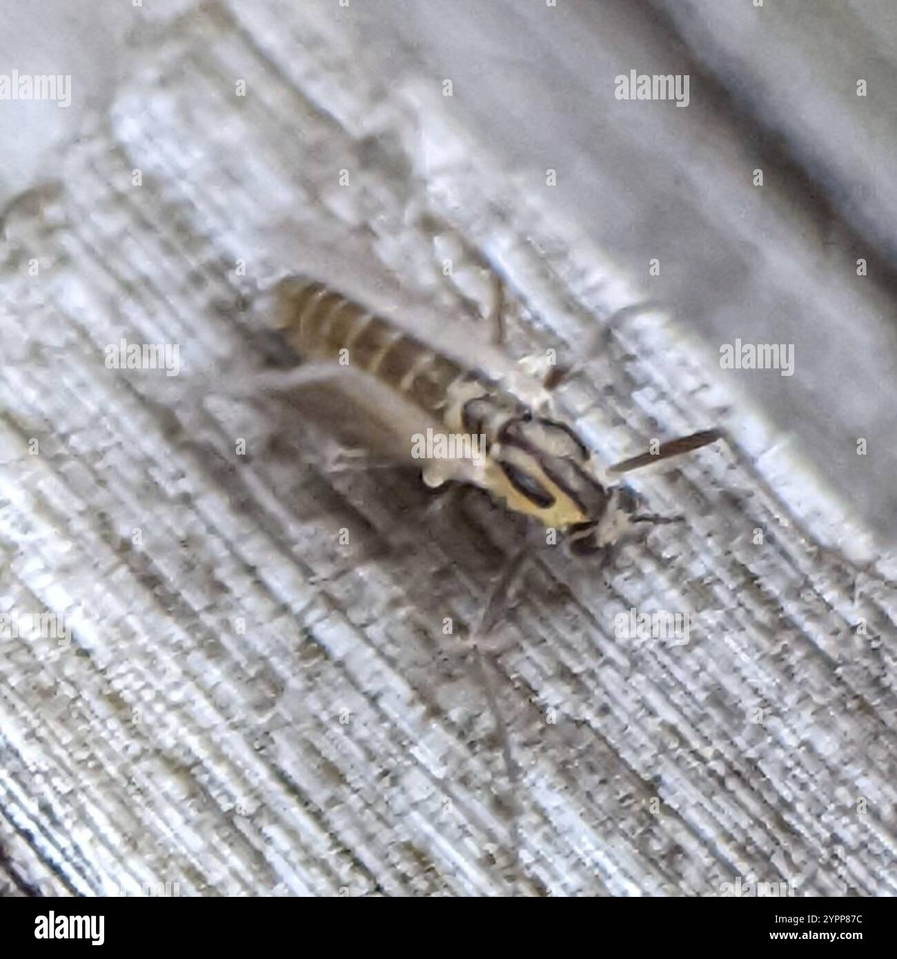 Non-biting Midges (Chironomidae Stock Photo - Alamy