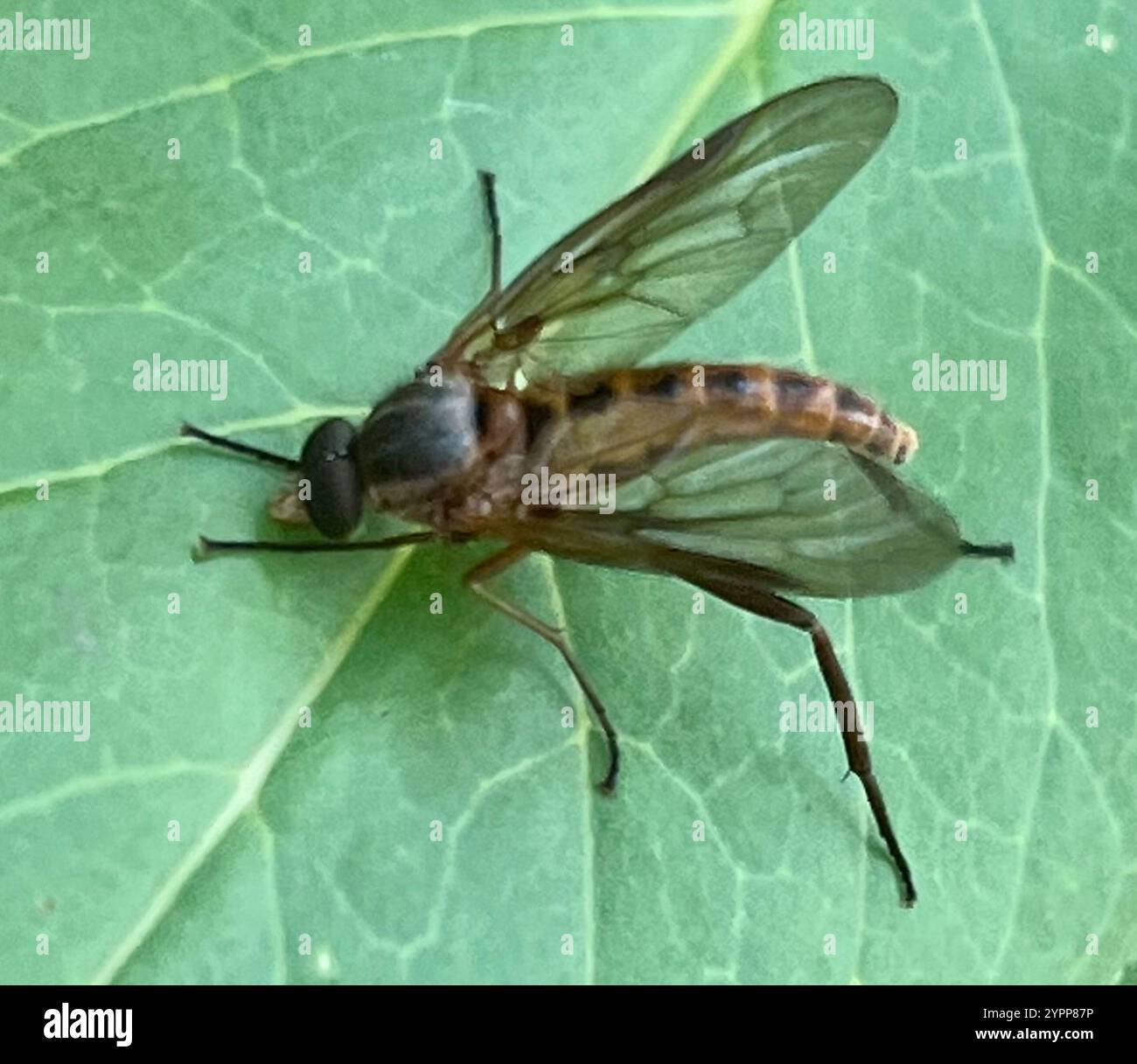 Snipe Flies (Rhagionidae Stock Photo - Alamy