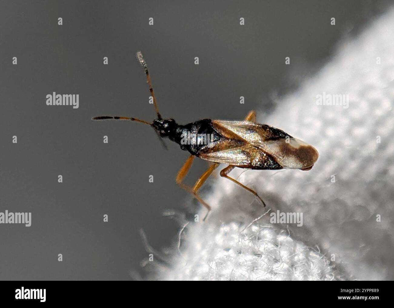 Common Flowerbug (Anthocoris nemorum Stock Photo - Alamy