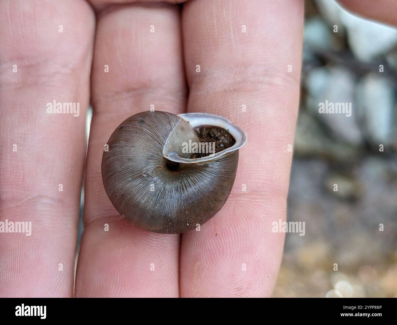 White-lip Globe Snail (Mesodon thyroidus Stock Photo - Alamy