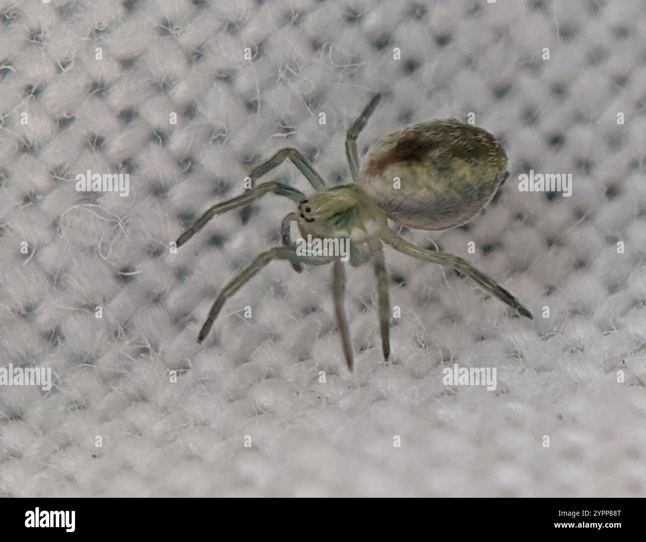 Bleeding Heart Spider (Nigma puella Stock Photo - Alamy