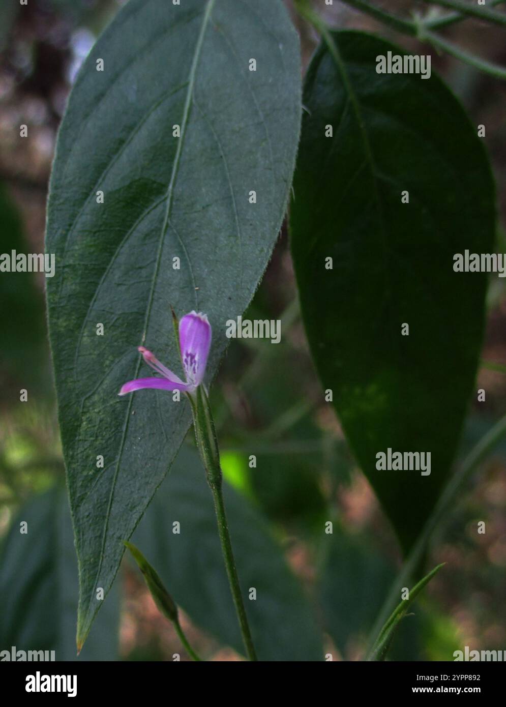 Panicled Foldwing (Dicliptera paniculata Stock Photo - Alamy