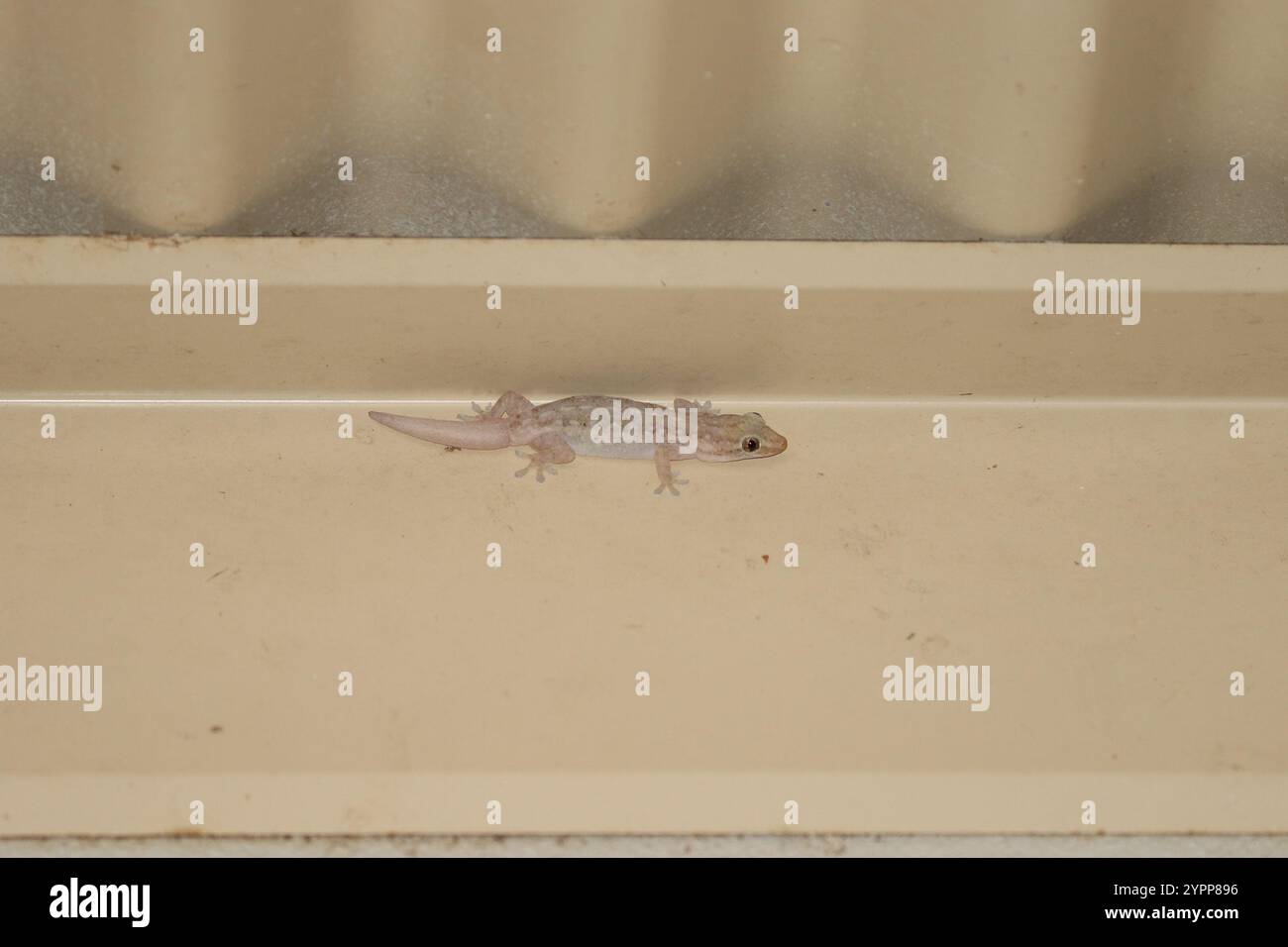 Asian House Gecko (Hemidactylus frenatus Stock Photo - Alamy